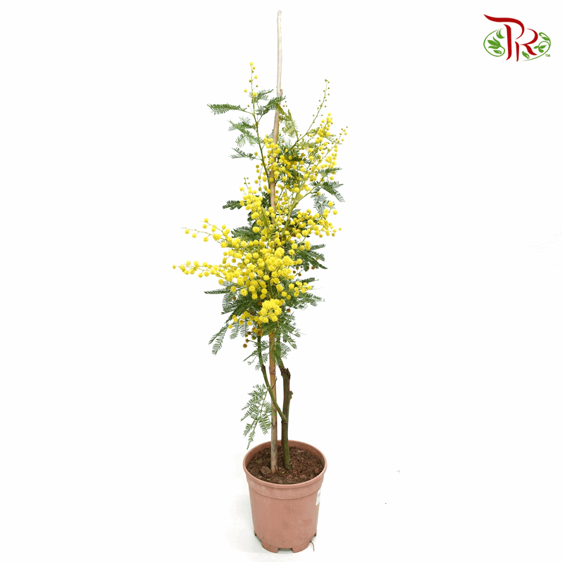 Plant Collections – Pudu Ria Florist