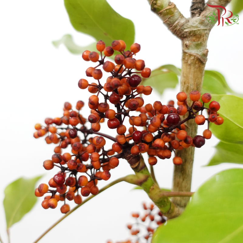 Goose Web Flowers – Pudu Ria Florist