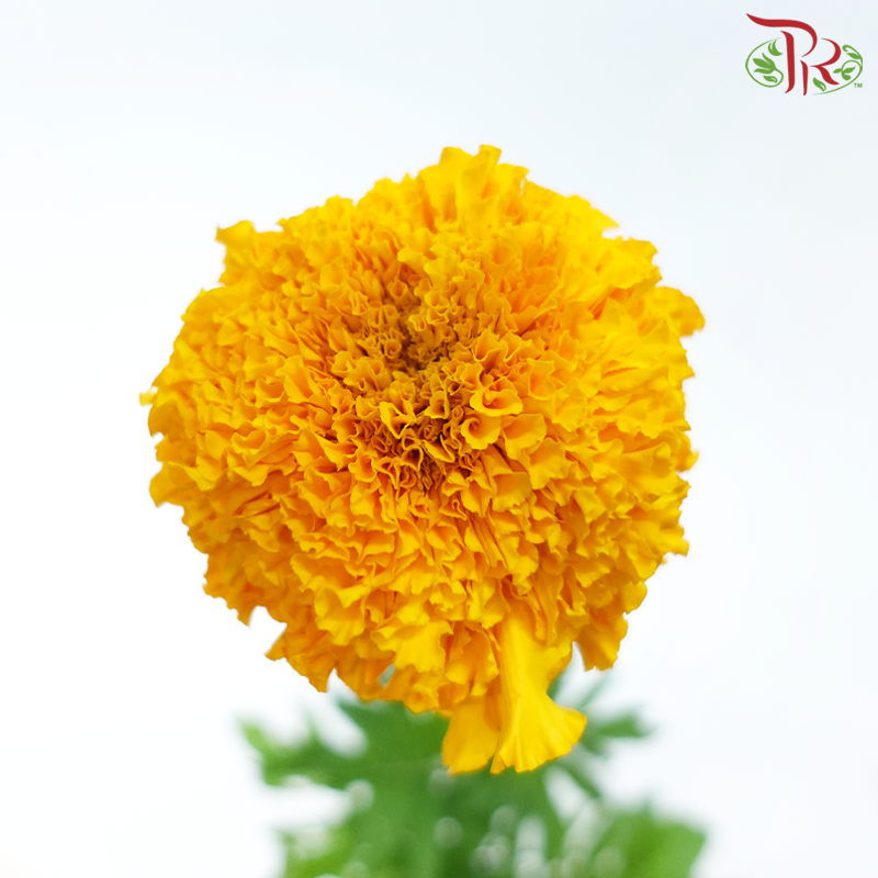 Tagetes Erecta – Pudu Ria Florist