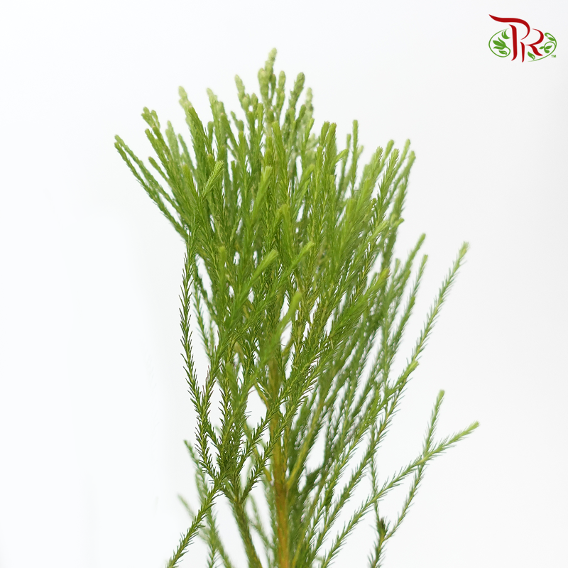 Cape Green – Pudu Ria Florist