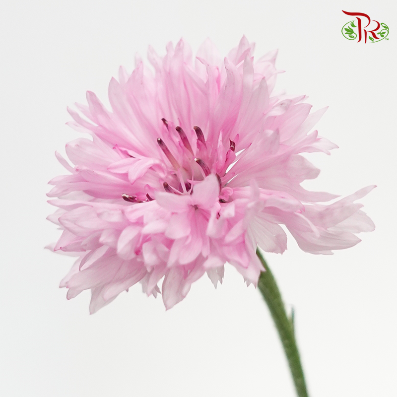 Centaurea – Pudu Ria Florist