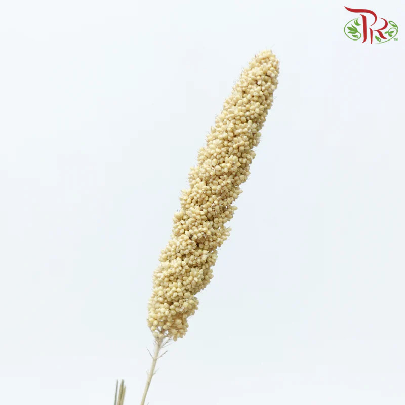 Millet – Pudu Ria Florist