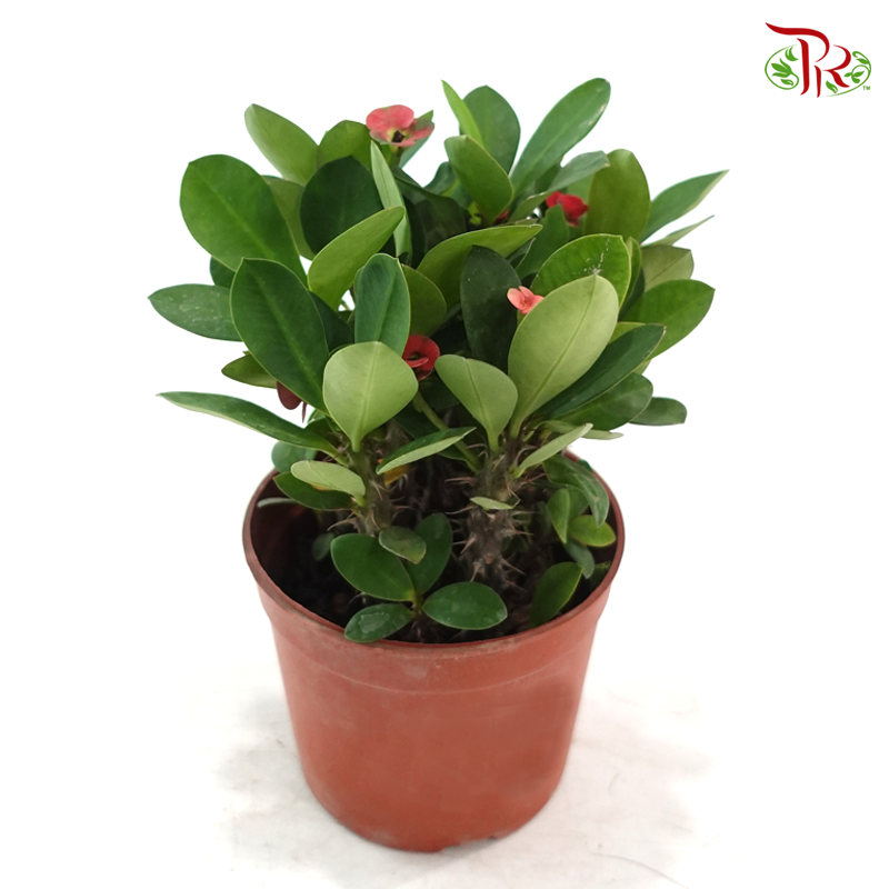 Euphorbia Milli《虎刺梅》 – Pudu Ria Florist