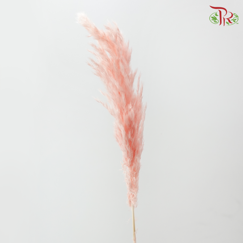 Dry Wild Pampas Grass - Sakura Pink – Pudu Ria Florist