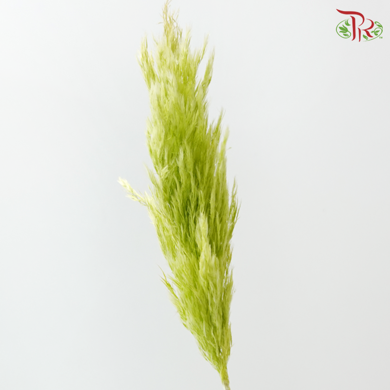 Dry Wild Pampas Grass - Green – Pudu Ria Florist