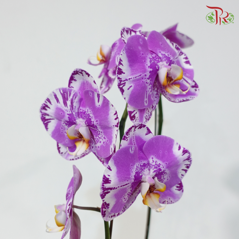 Big Single Stem Phalaenopsis Orchid - Cherry Pink With Painted Pink ...
