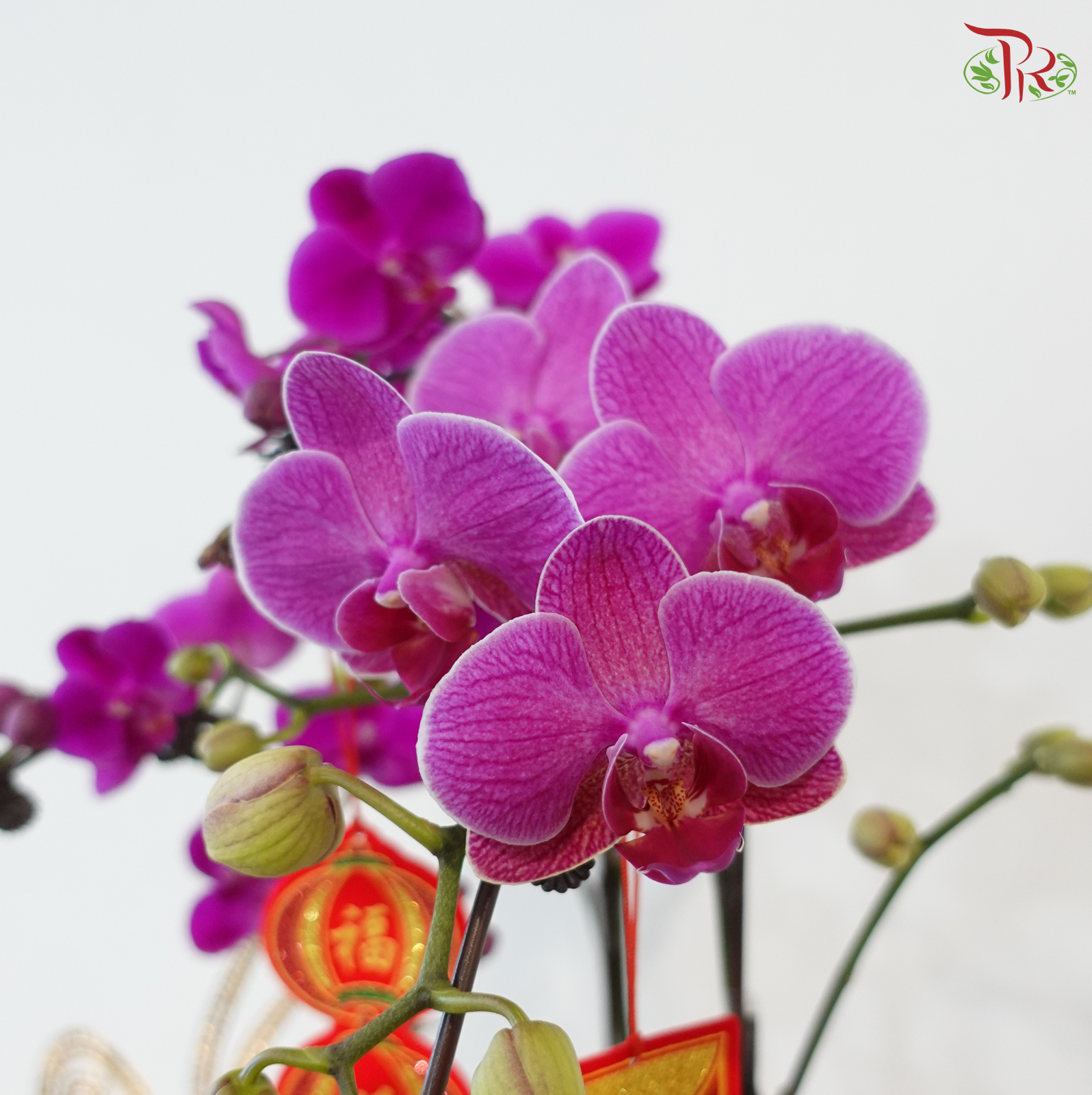 【CNY 2026】Abundant Blessings in Full Bloom《万福兰盛》(Random Choose Orchid ...