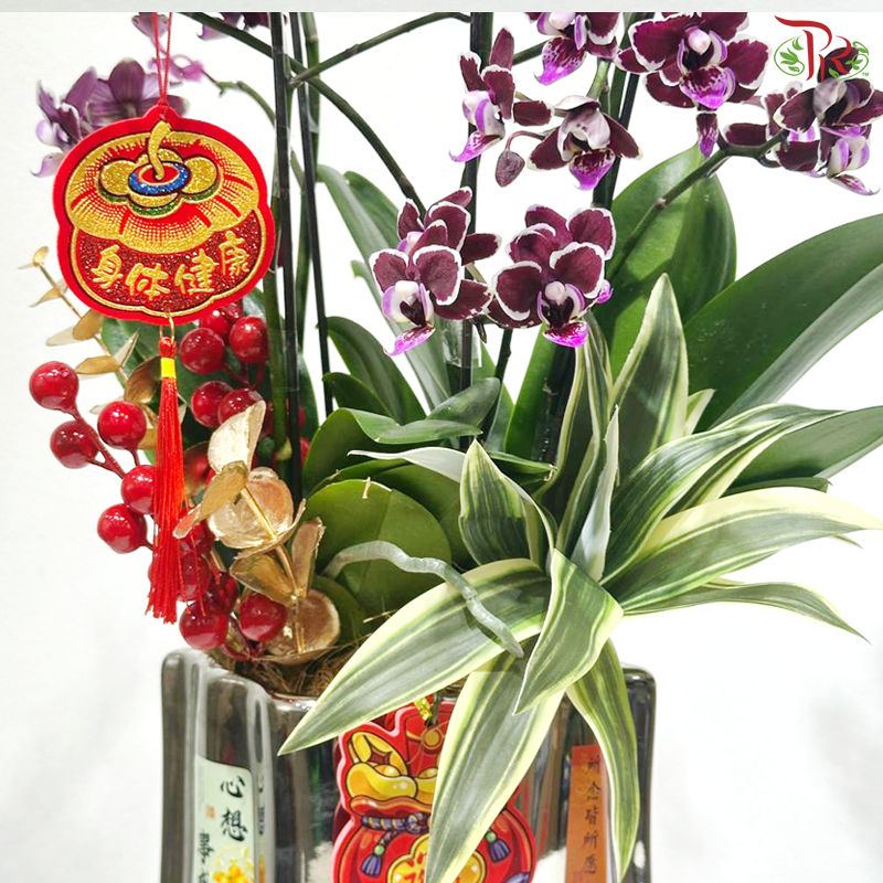 【CNY 2026】Fortune and Prosperity Await - 2in1 MDR Orchid《鸿运银来》(Random ...