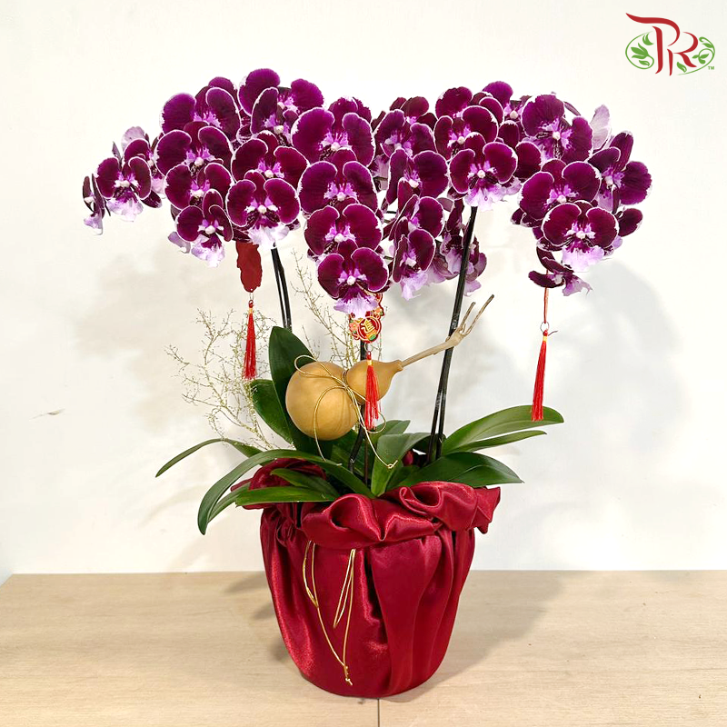 【CNY 2026】 Fragrance Orchid, Auspicious Aura (Random Choose Orchid Col ...