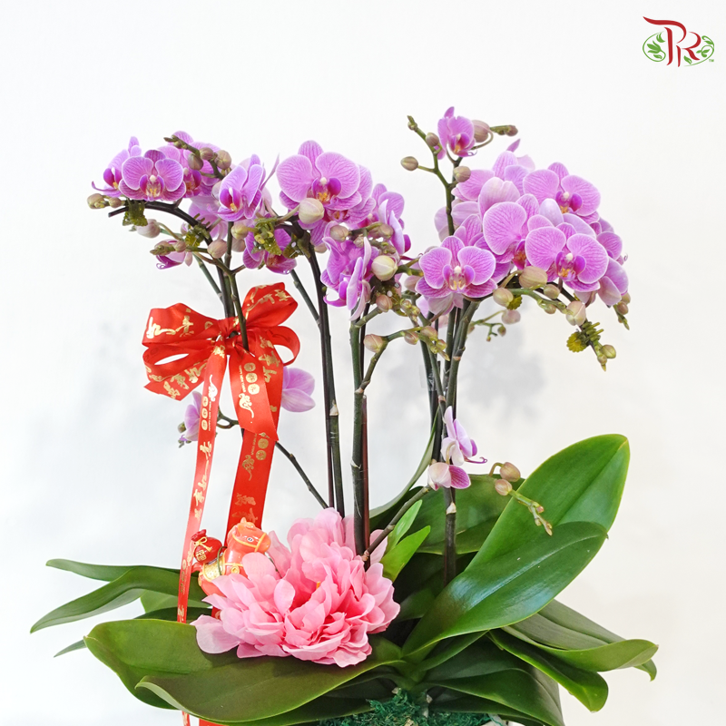 【CNY 2026】Abundant Blessings in Full Bloom《东方花韵》(Random Choose Orchid ...