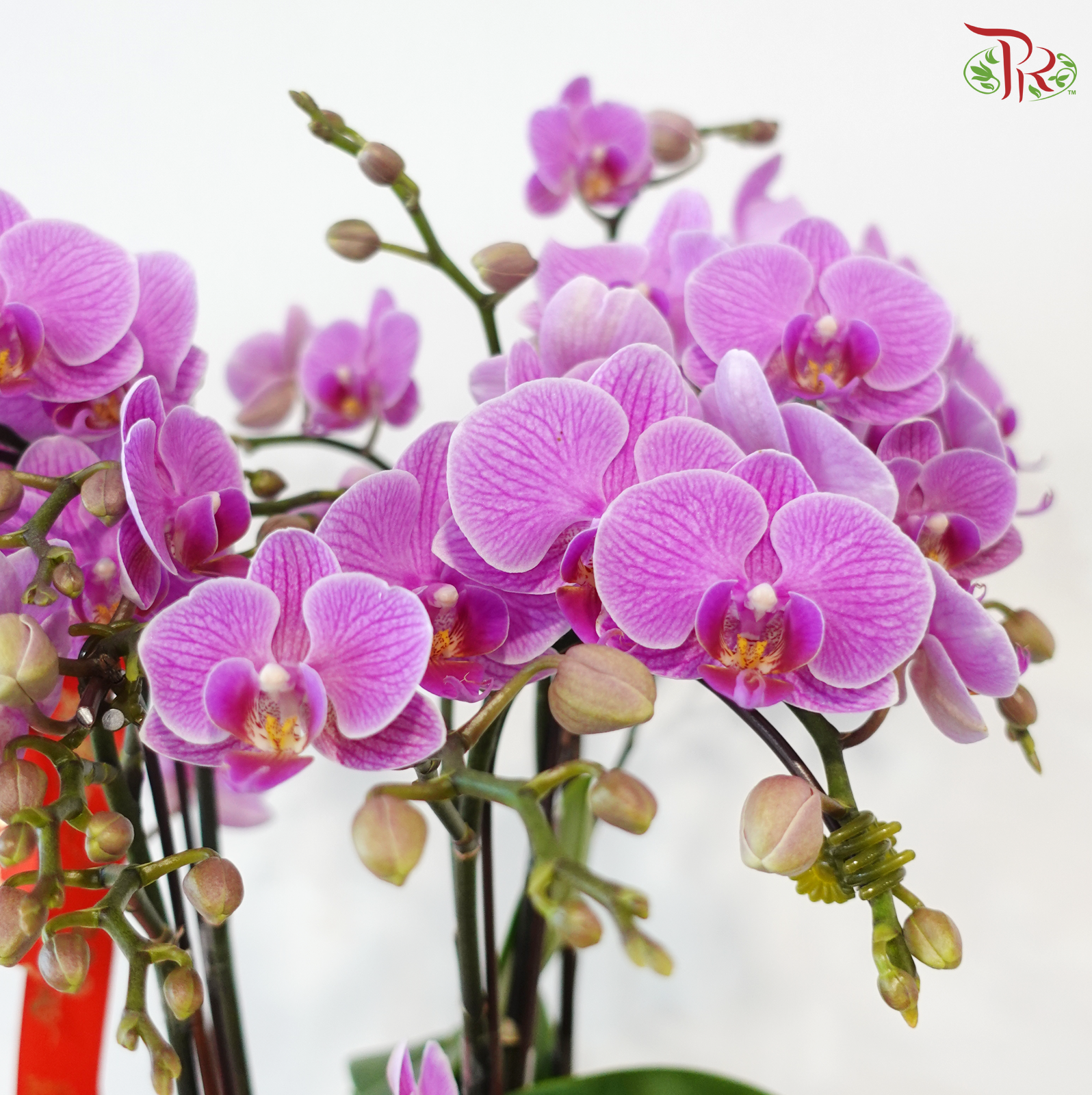 【CNY 2026】Abundant Blessings in Full Bloom《东方花韵》(Random Choose Orchid ...