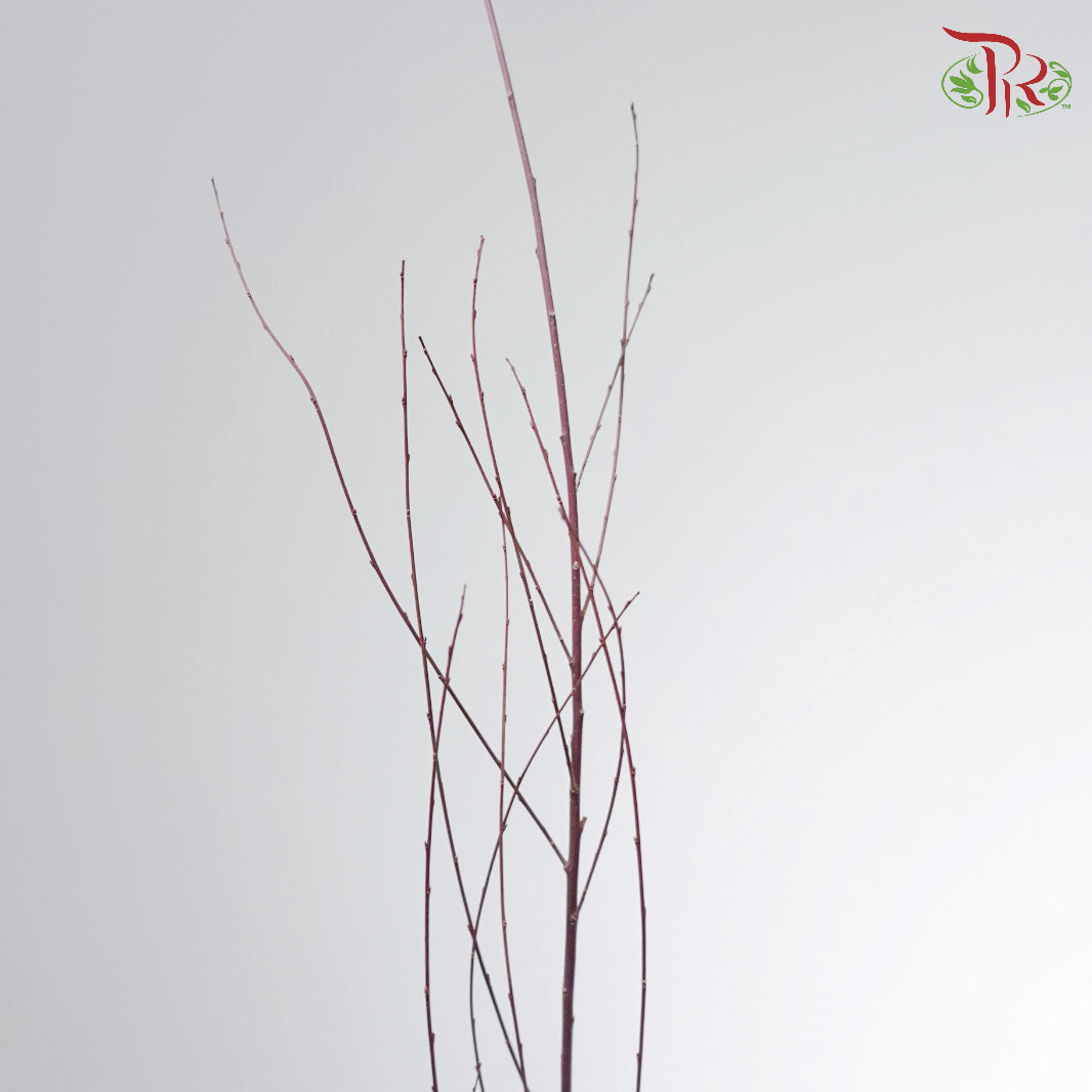 Salix - Dark Red (Per Bunch) – Pudu Ria Florist