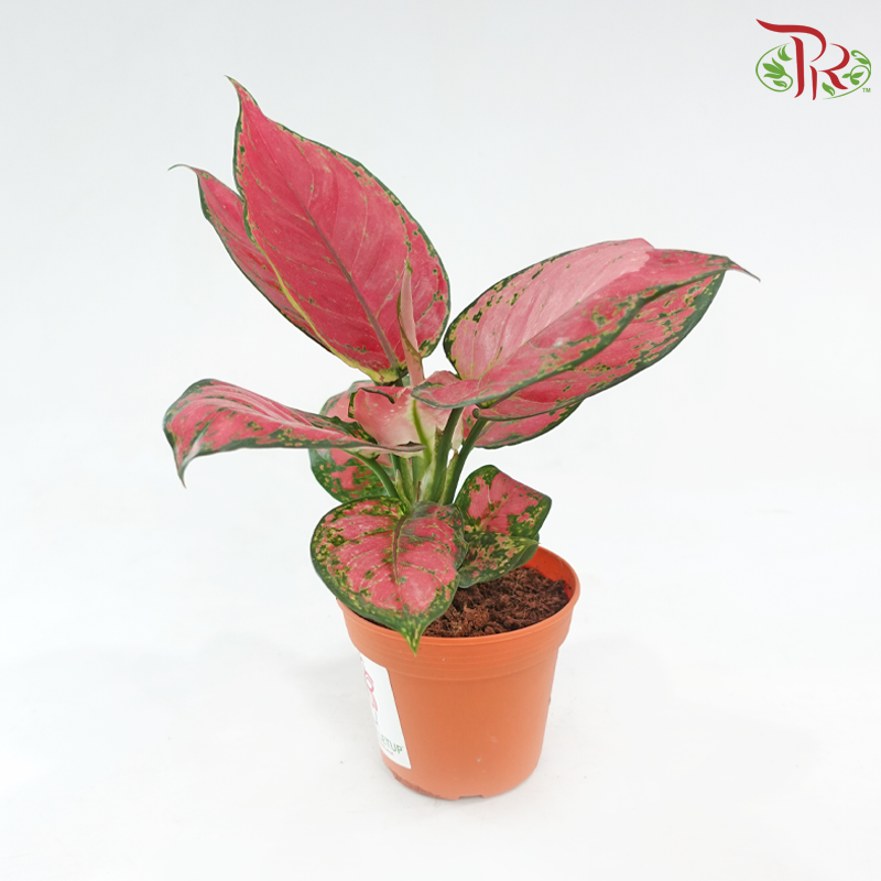 Aglaonema Lady Valentine《情人粗肋草》 – Pudu Ria Florist