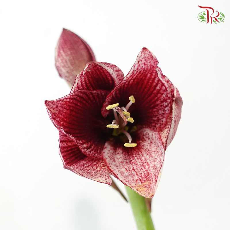 Amaryllis - Dark Red (Per Stem) – Pudu Ria Florist
