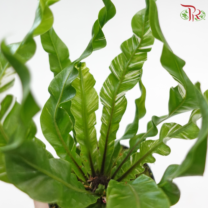 Asplenium Fuzzy Variegated P80《花叶鸟巢蕨》 – Pudu Ria Florist