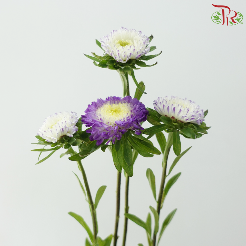 Aster- Mixed Purple & White (Per Bunch) | Same day delivery by Pudu Ria ...