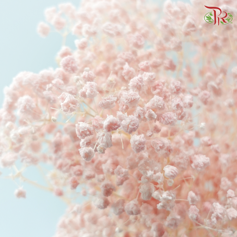 Preservative Baby's Breath - Apricot Pink – Pudu Ria Florist