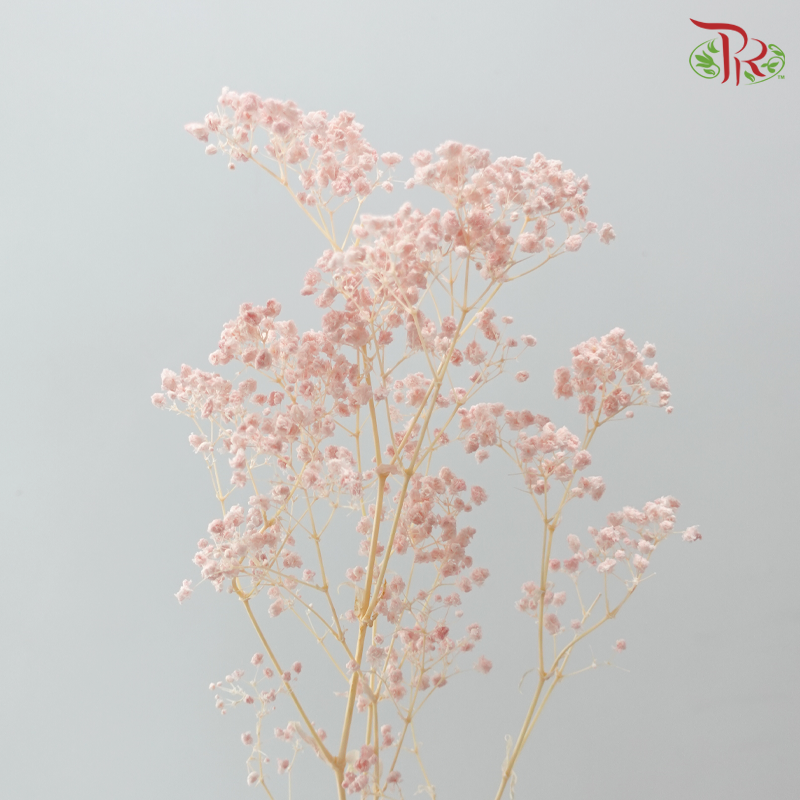 Preservative Baby's Breath - Apricot Pink – Pudu Ria Florist