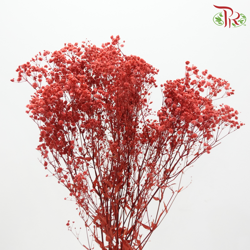 Preserved Baby's Breath - Soft Red – Pudu Ria Florist