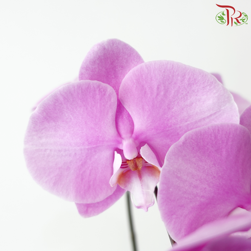 Big Single Stem Phalaenopsis Orchid - Cherry Pink With Pink Heart - MD ...