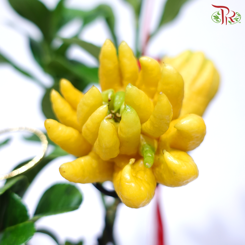Buddha’s Hand Welcomes Happiness 佛手迎喜 (Buddha's Hand Plant / Citrus ...