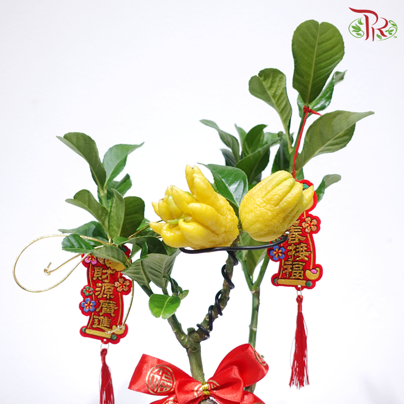 Buddha’s Hand Welcomes Happiness 佛手迎喜 (Buddha's Hand Plant / Citrus ...