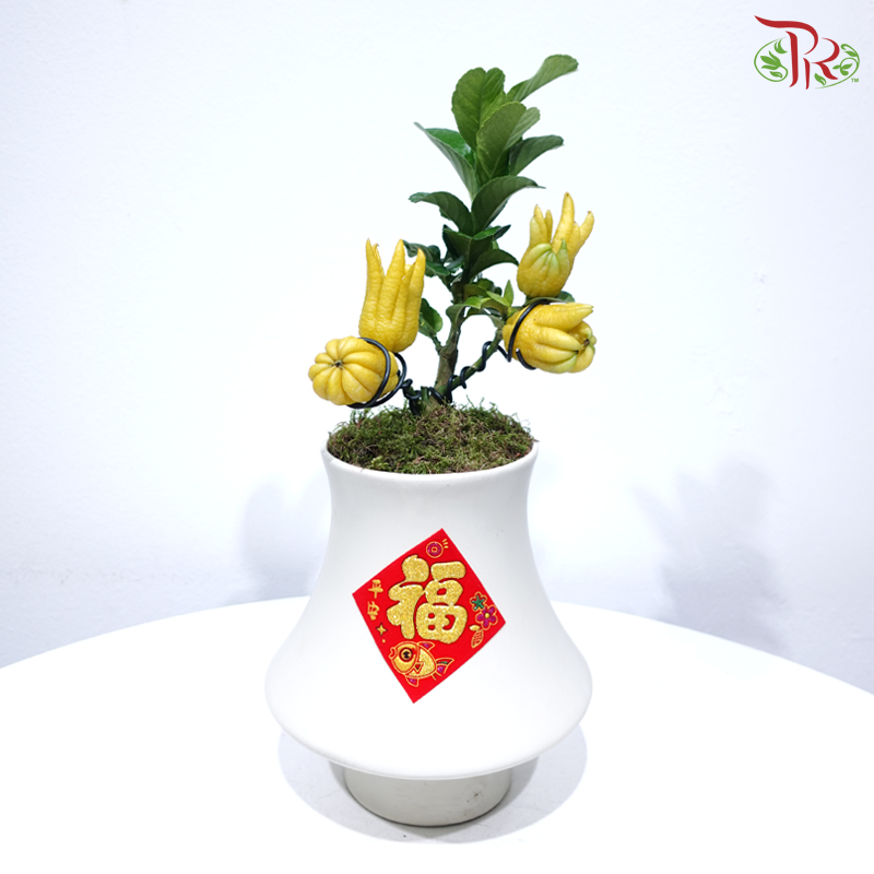 Blessed Hands Welcome Spring 福手迎春 (Buddha's Hand Plant / Citrus Medica ...
