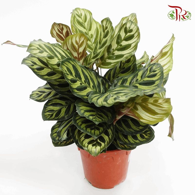 Calathea Makoyana 《孔雀竹芋》 – Pudu Ria Florist
