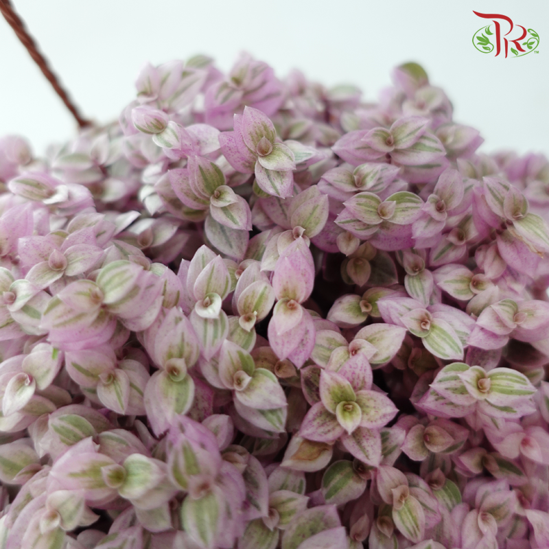 Callisia Pink Lady《彩虹怡心草》 – Pudu Ria Florist