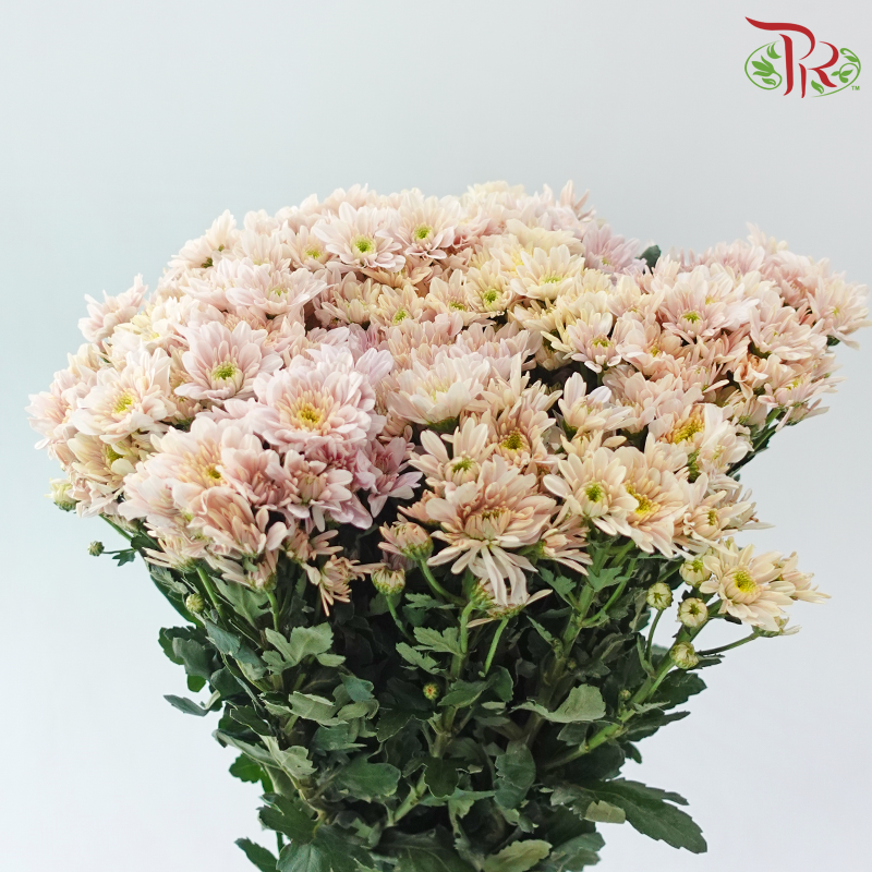 Chrysanthemum Pompom - Light Pink Parfait (12 Stems) – Pudu Ria Florist