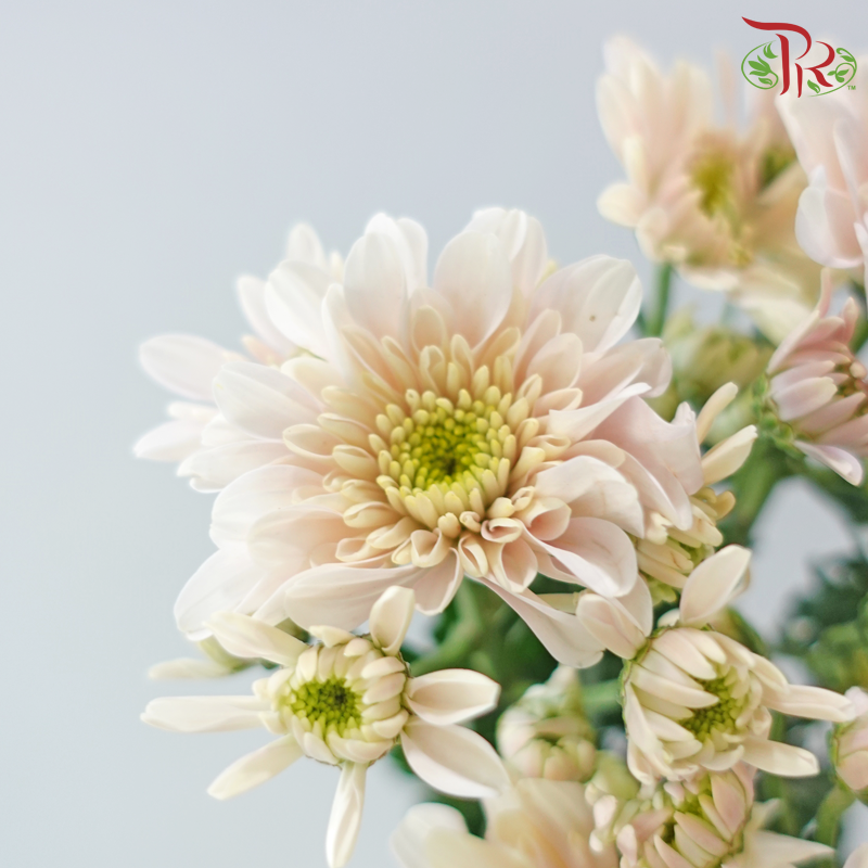 Chrysanthemum Pompom - Light Pink Parfait (12 Stems) – Pudu Ria Florist