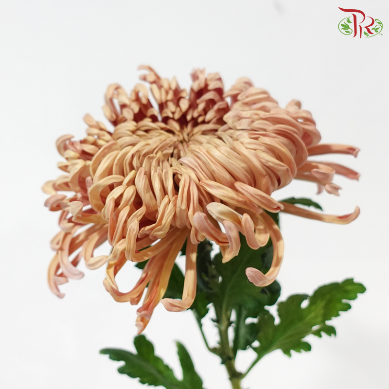 Chrysanthemum Vienna - Brown (5 Stems) – Pudu Ria Florist