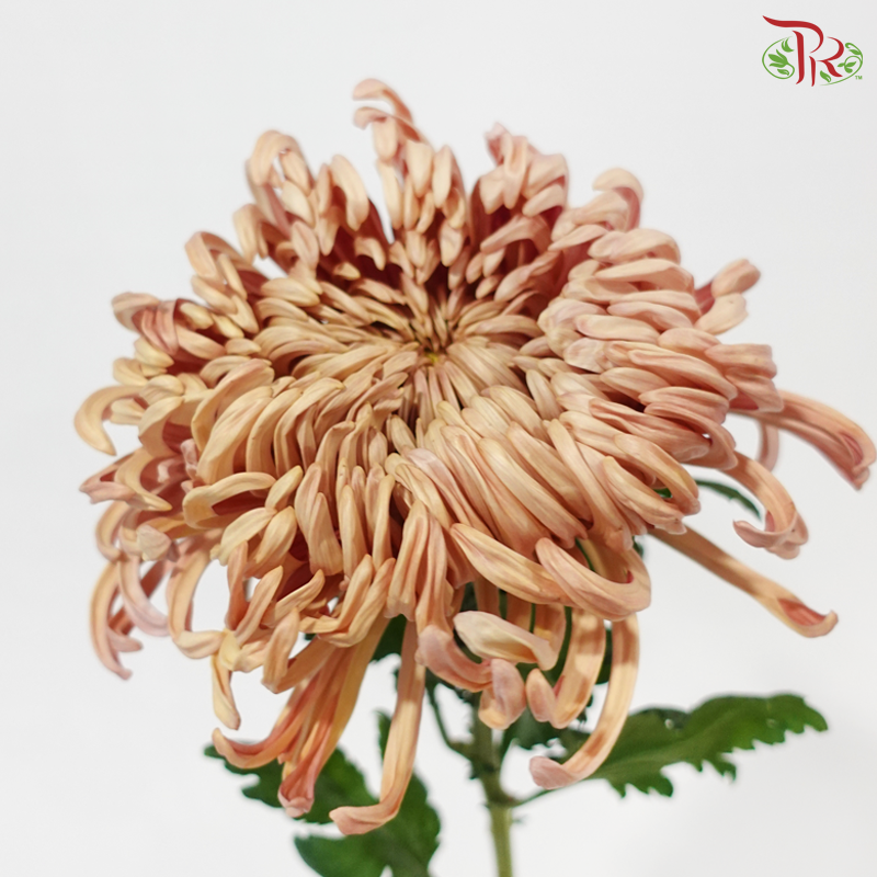 Chrysanthemum Vienna - Brown (5 Stems) – Pudu Ria Florist