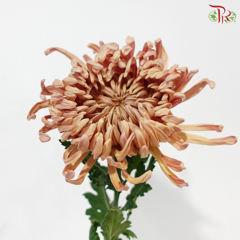 Chrysanthemum Vienna - Brown (5 Stems) – Pudu Ria Florist