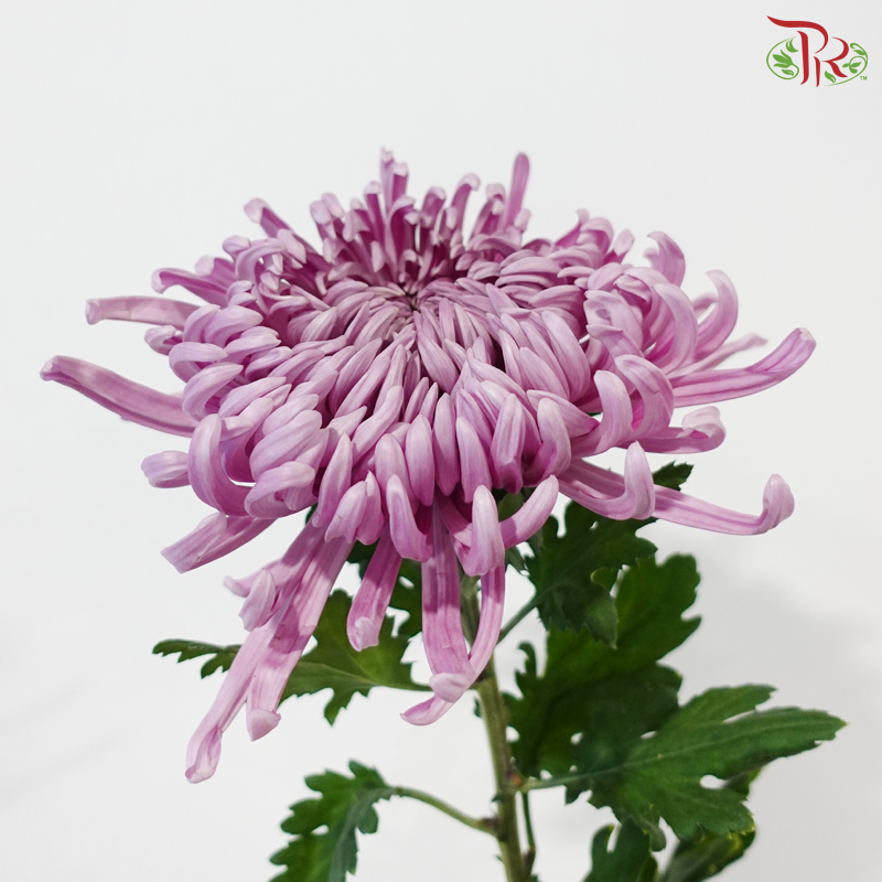 Chrysanthemum Vienna - Purple (5 Stems) – Pudu Ria Florist