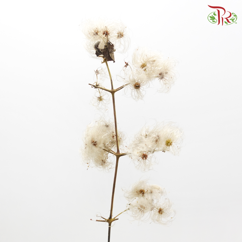 Clematis Pod (Wild) (Per Bunch) – Pudu Ria Florist