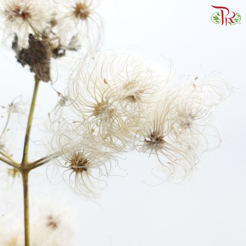 Clematis Pod (Wild) (Per Bunch) – Pudu Ria Florist