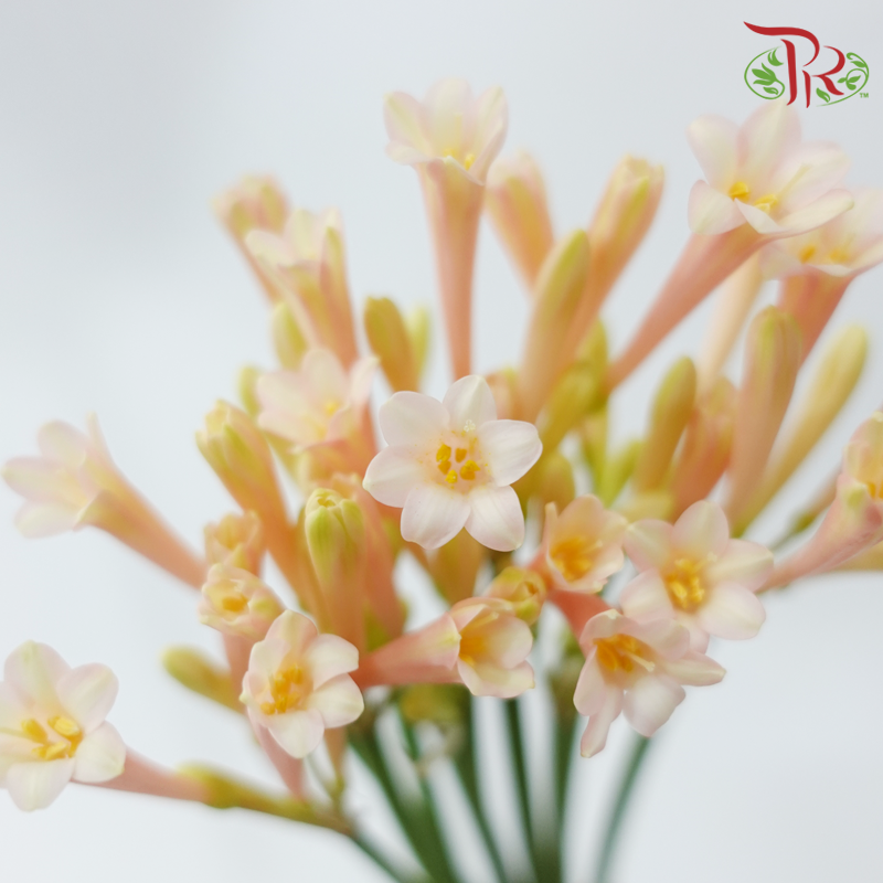 Cyrtanthus - Winthrop Peach (Per Bunch) – Pudu Ria Florist