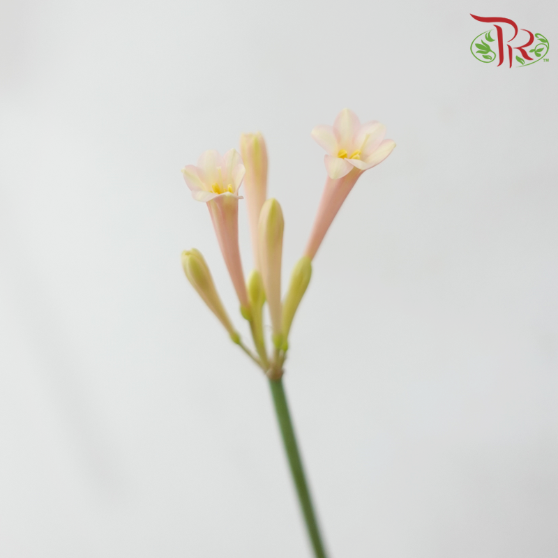 Cyrtanthus - Winthrop Peach (Per Bunch) – Pudu Ria Florist