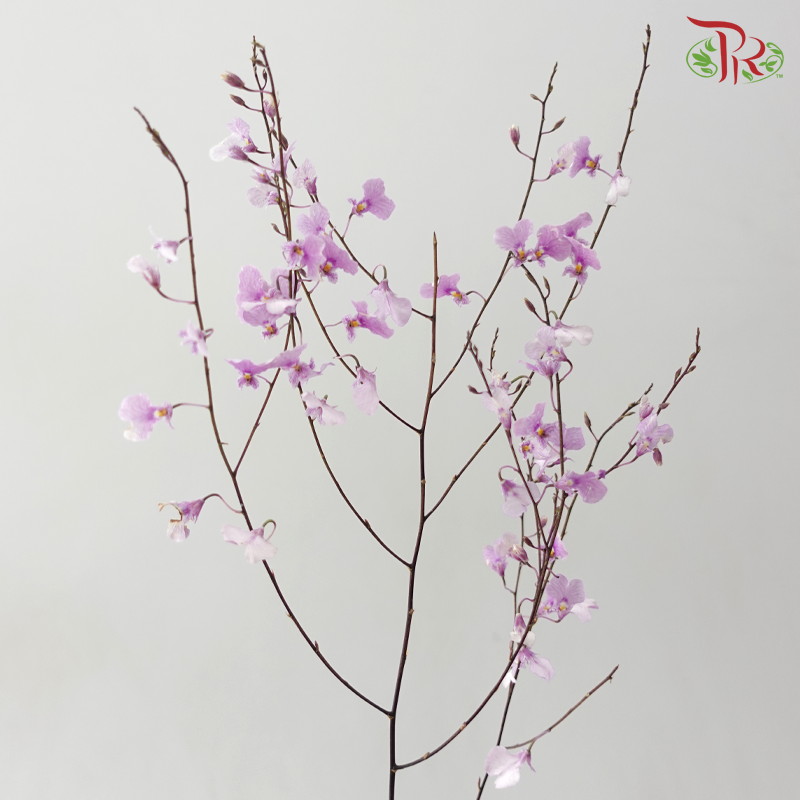 Orchid Oncidium Dancing Lady - Purple (Half Bunch) – Pudu Ria Florist