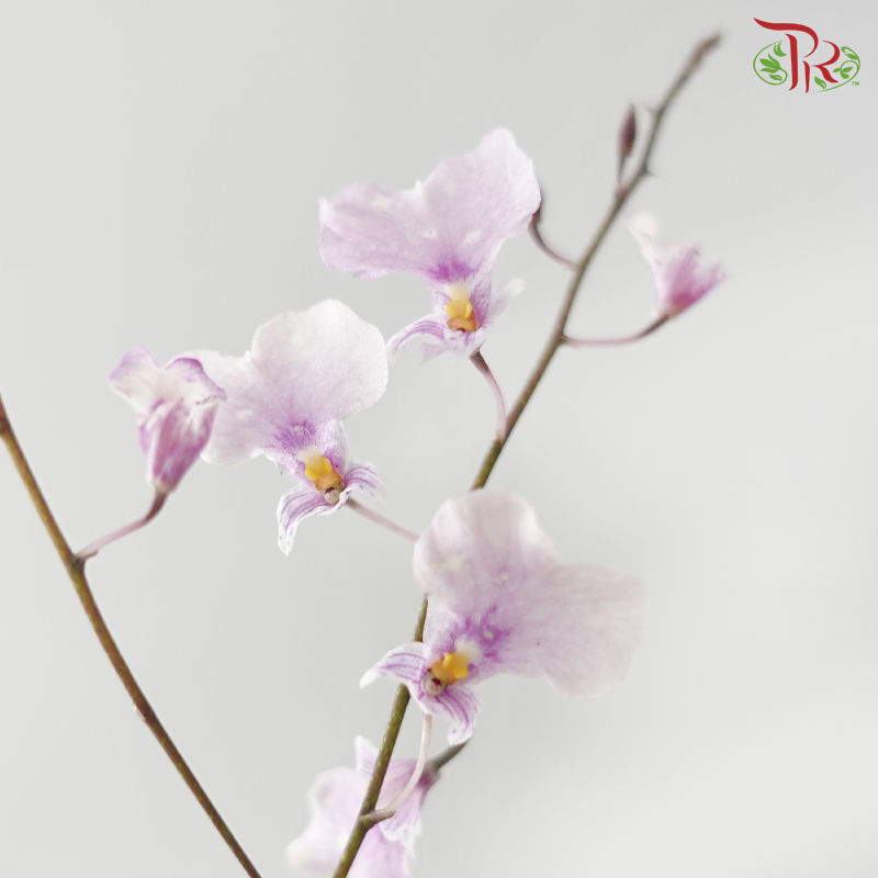 Orchid Oncidium Dancing Lady - Pink (Half Bunch) – Pudu Ria Florist