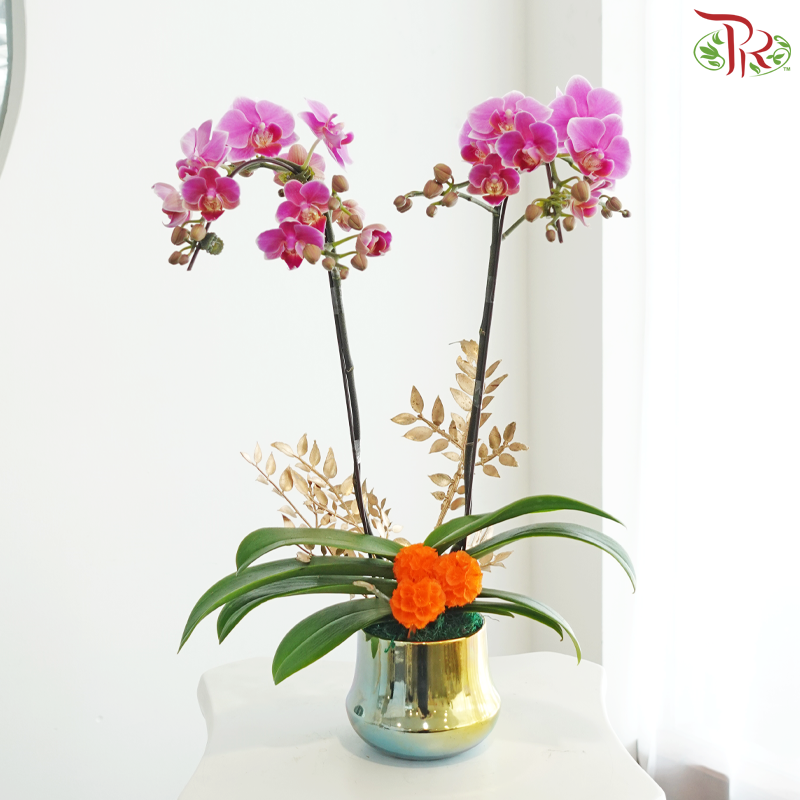 【Gift Series】Auspicious Rainbow Orchid《缤纷吉祥兰》(Random Choose Orchid Col ...