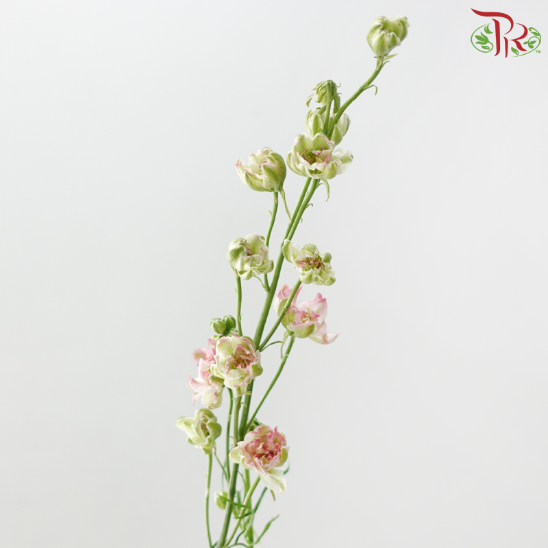 Delphinium Consolida - Pink (Per Bunch) – Pudu Ria Florist