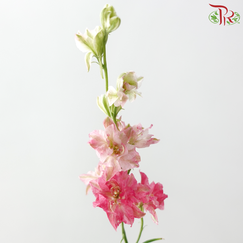 Delphinium Consolida - Pink (Per Bunch) – Pudu Ria Florist