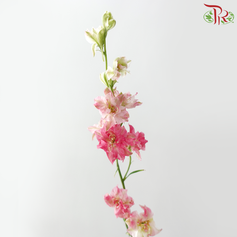 Delphinium Consolida - Pink (Per Bunch) – Pudu Ria Florist