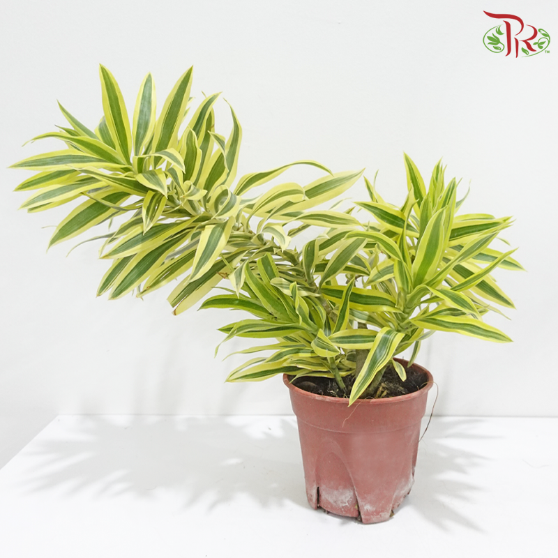 Dracaena Reflexa P140《百合竹》 – Pudu Ria Florist