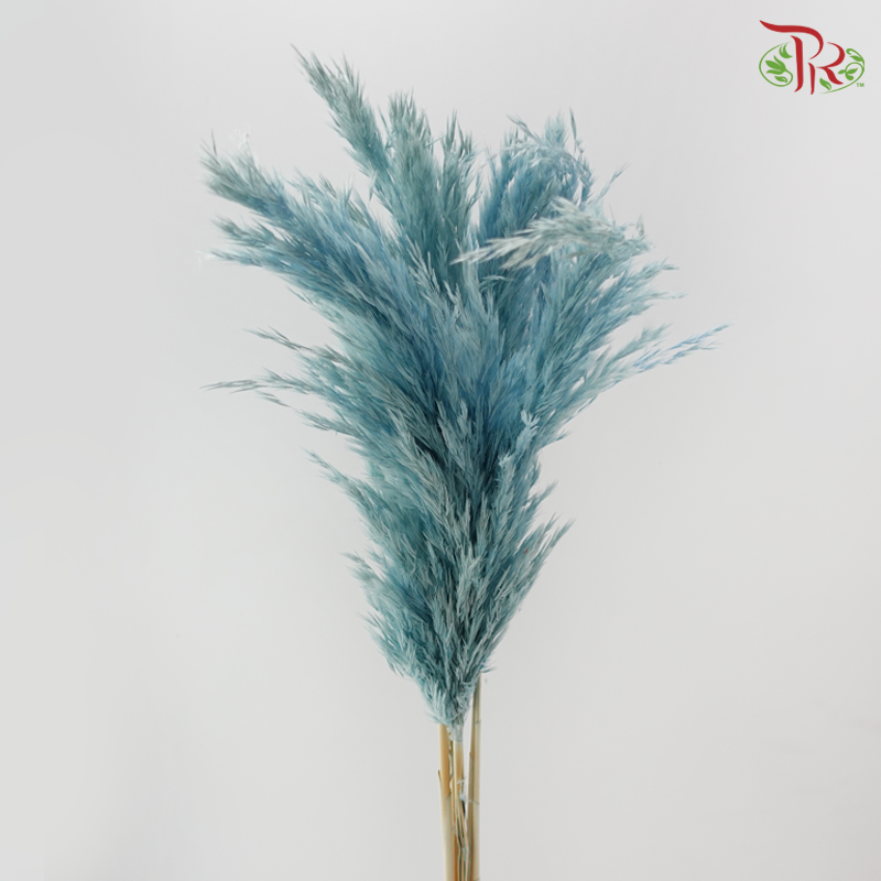 Dry Wild Pampas Grass - Blue – Pudu Ria Florist