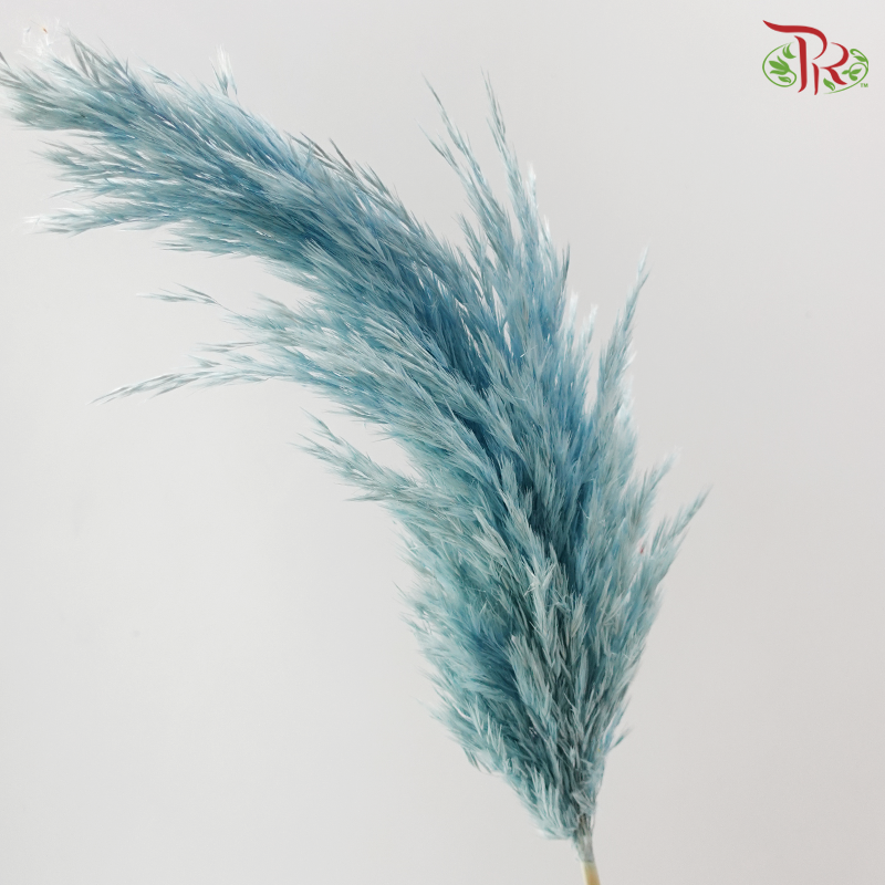 Dry Wild Pampas Grass - Blue – Pudu Ria Florist