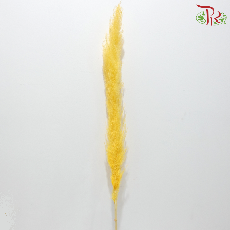 Dry Pampas 115 -120cm - Red (5 Stems) – Pudu Ria Florist