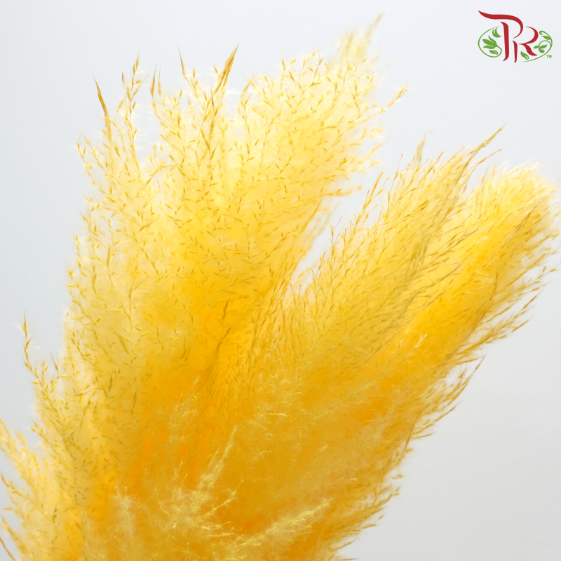 Dry Pampas 115 -120cm - Red (5 Stems) – Pudu Ria Florist